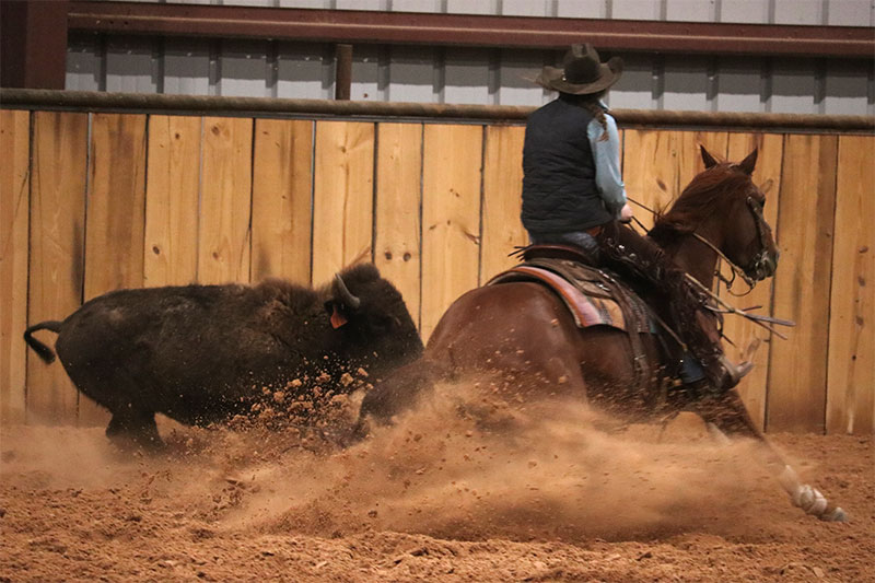 Ranch Horse Team | WTAMU