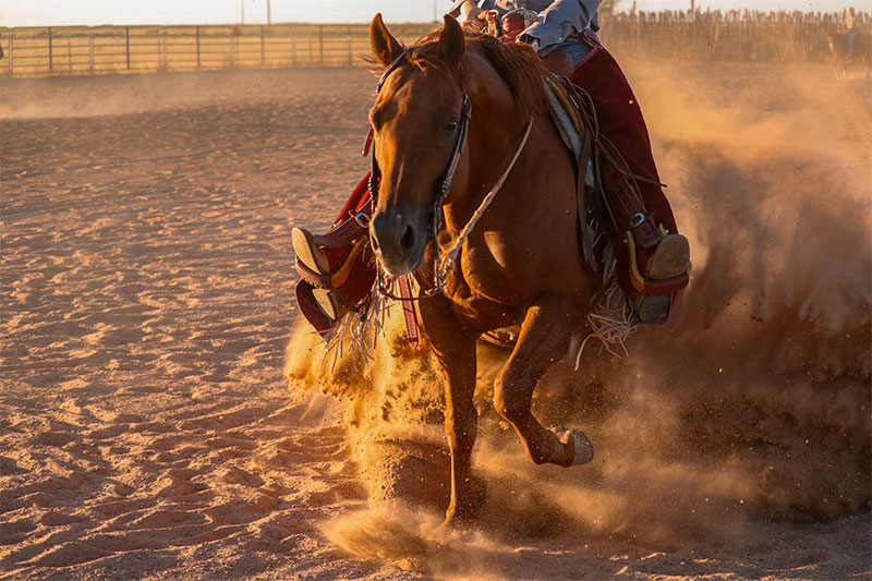 Ranch Horse Team | WTAMU