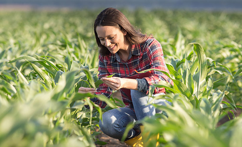 Agriculture, M.Ag. | WTAMU