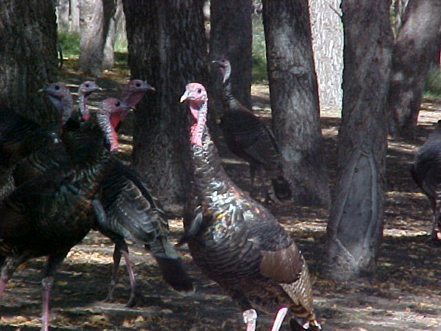 Photographs contributed by our members